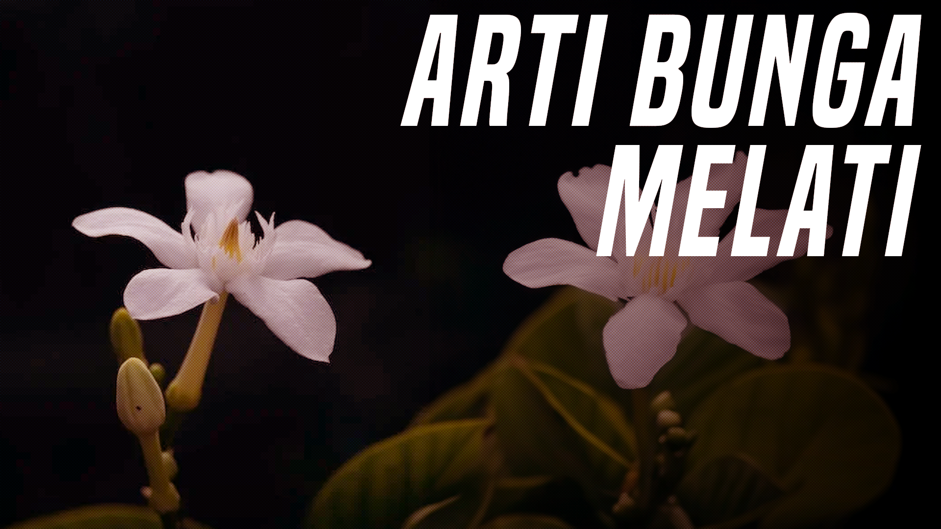 Arti Bunga Melati dan Filosofi di Balik Warnanya Yang Cantik - Verona ...