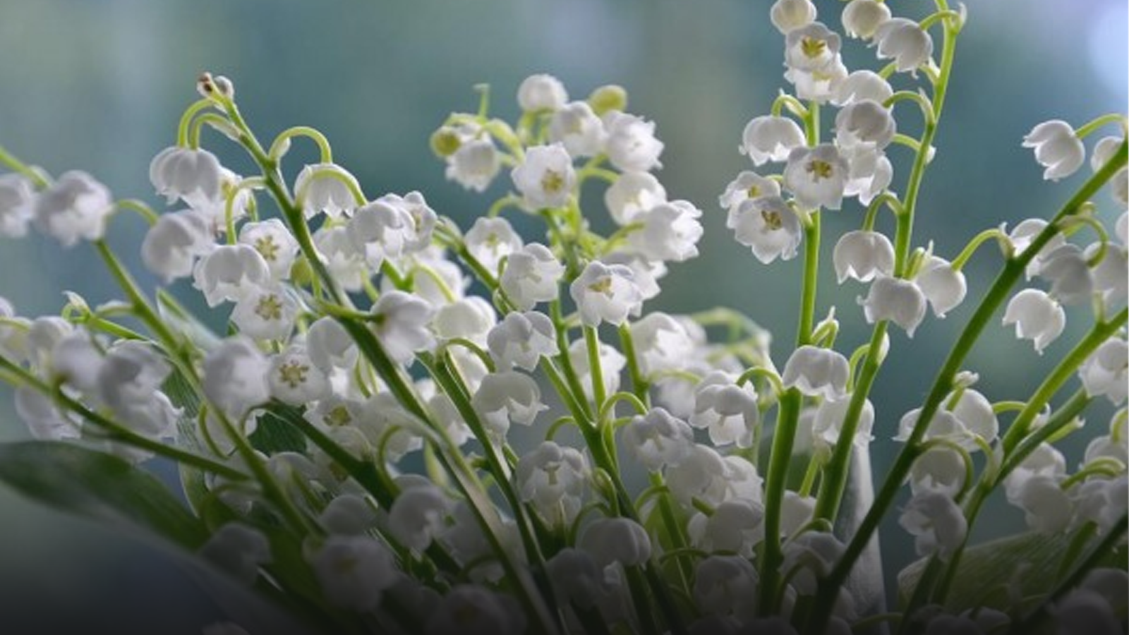 Bunga Kelahiran Mei, Lambang Setia dan Sederhana!